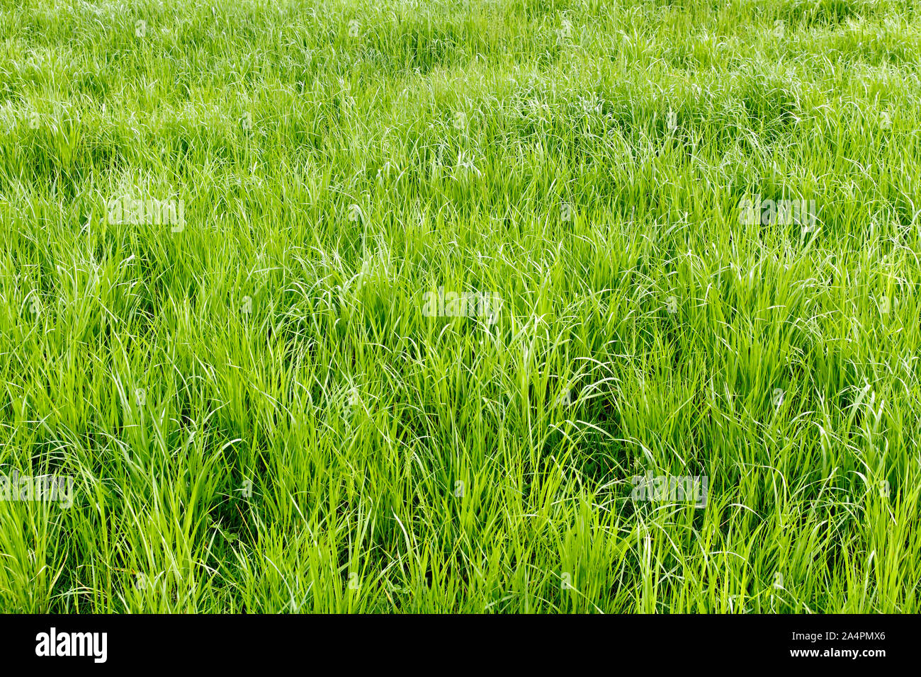 Long grass background hi-res stock photography and images - Alamy