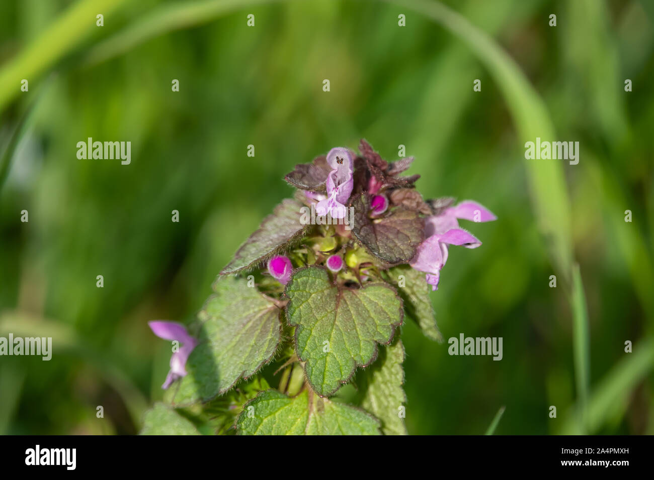 Dead Nettle Flowers in Bloom in Springtime Stock Photo - Alamy