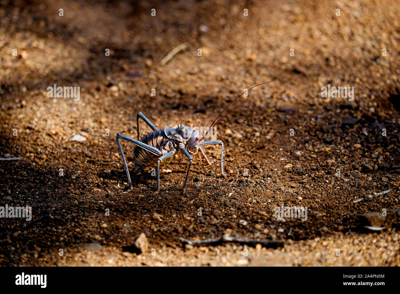 Armoured Ground Cricket, Corn Cricket, Armored Ground Katydid Stock ...