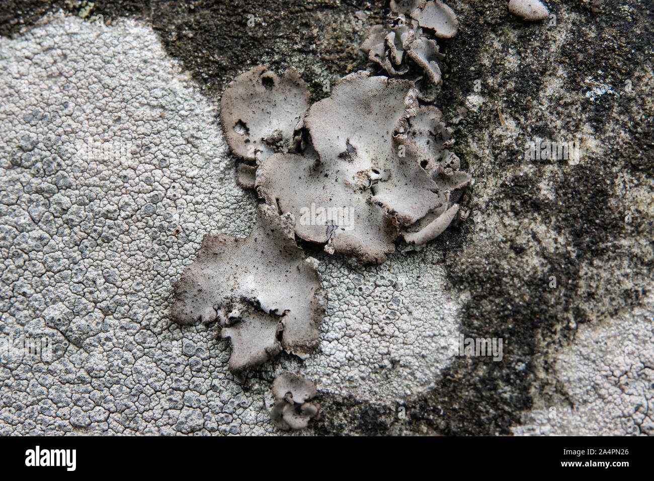 Stippleback Lichen Growing on Rock in Winter Stock Photo - Alamy
