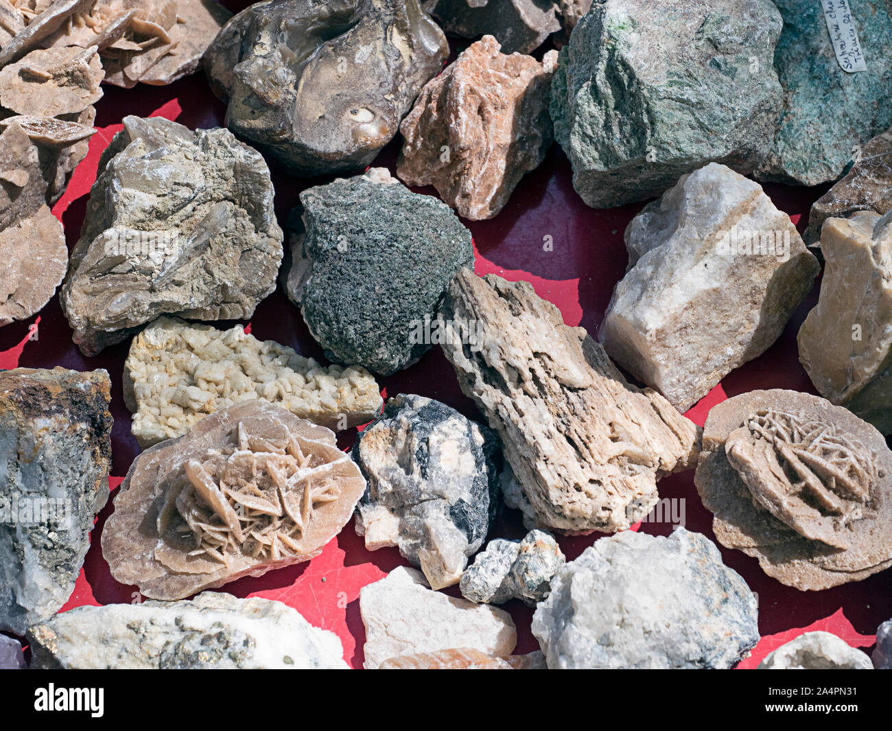 Paleontology fossils hi-res stock photography and images - Alamy