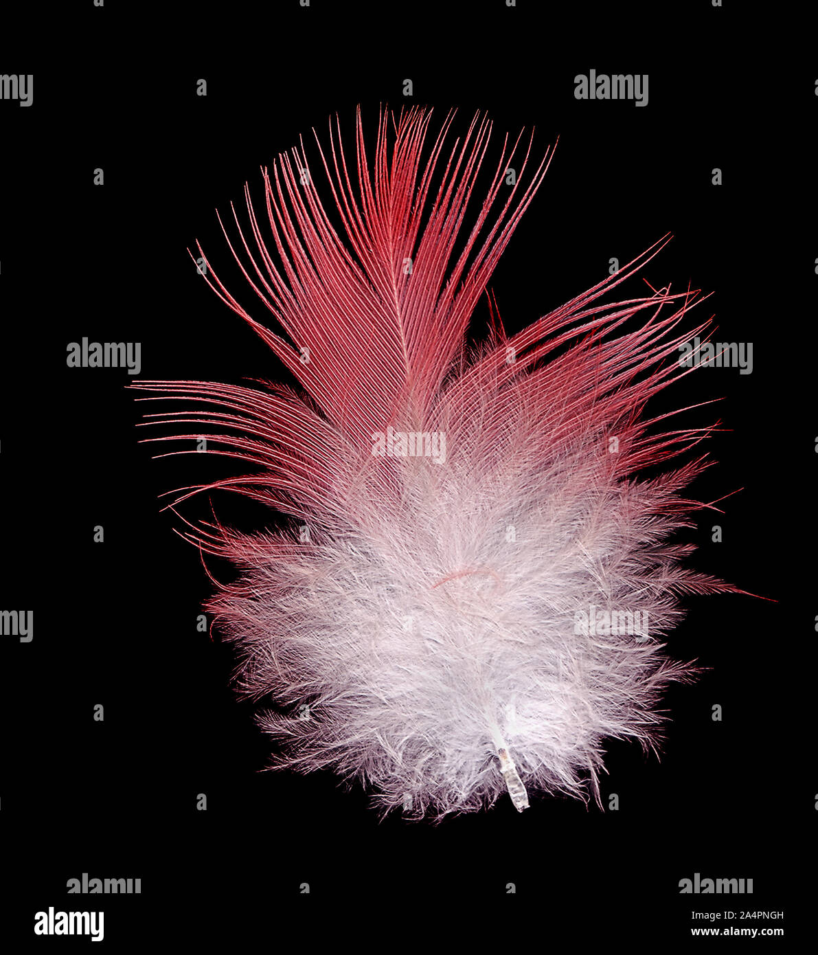 Galah feathers hi-res stock photography and images - Alamy