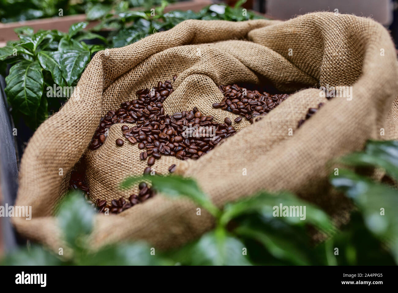Open bag with coffee beans slices of green leaves. beautiful light ...