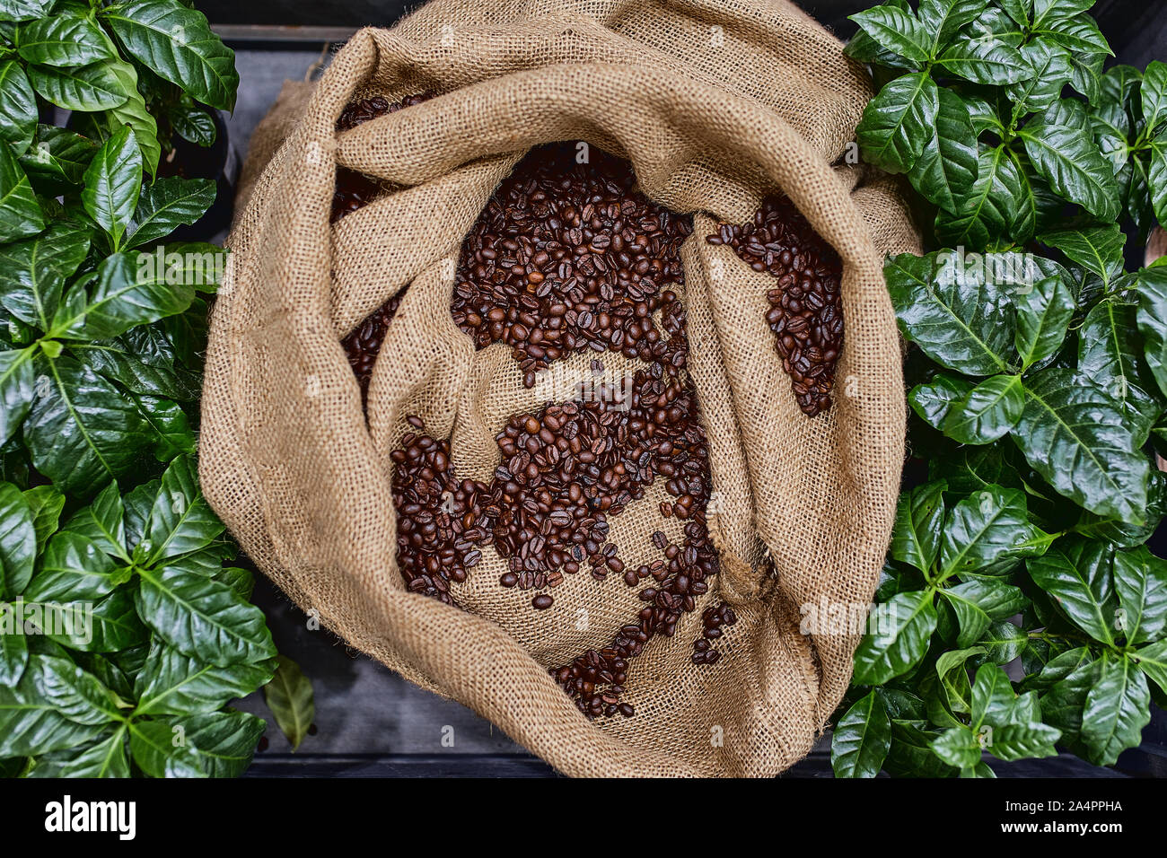 Open bag with coffee beans slices of green leaves. beautiful light ...