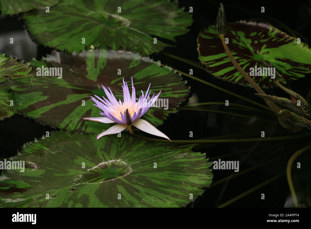 Water lily plant hi-res stock photography and images - Alamy