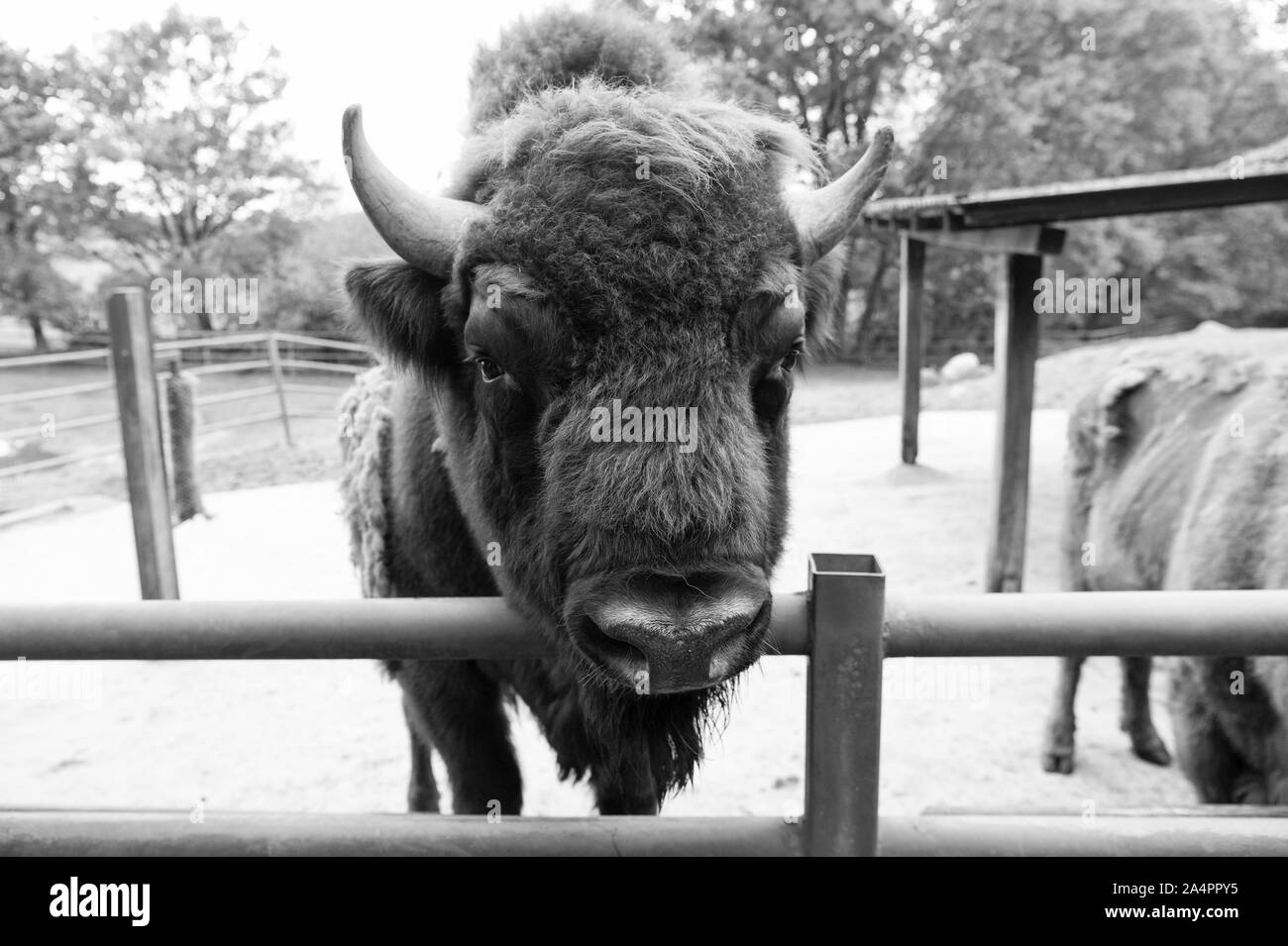 Buffalo wildlife. Head with horns. Buffalo bull concept. Animal bull in ...