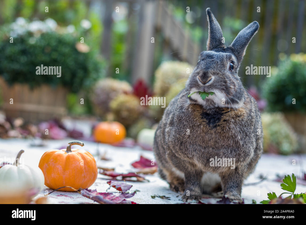 Fall scene with mums and pumpkins hi-res stock photography and images ...