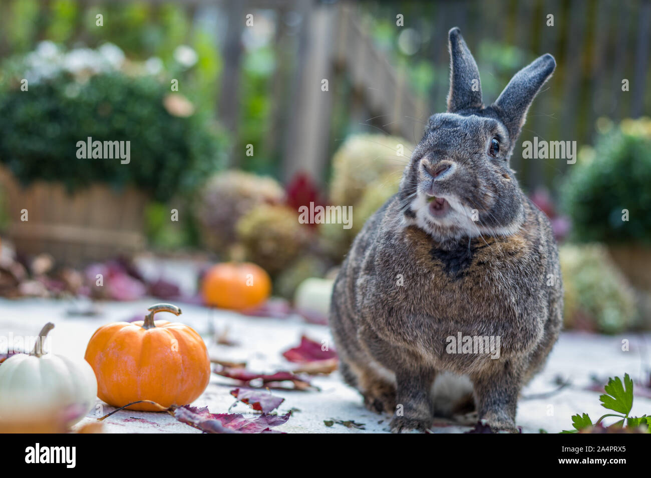 Fall scene with mums and pumpkins hi-res stock photography and images ...