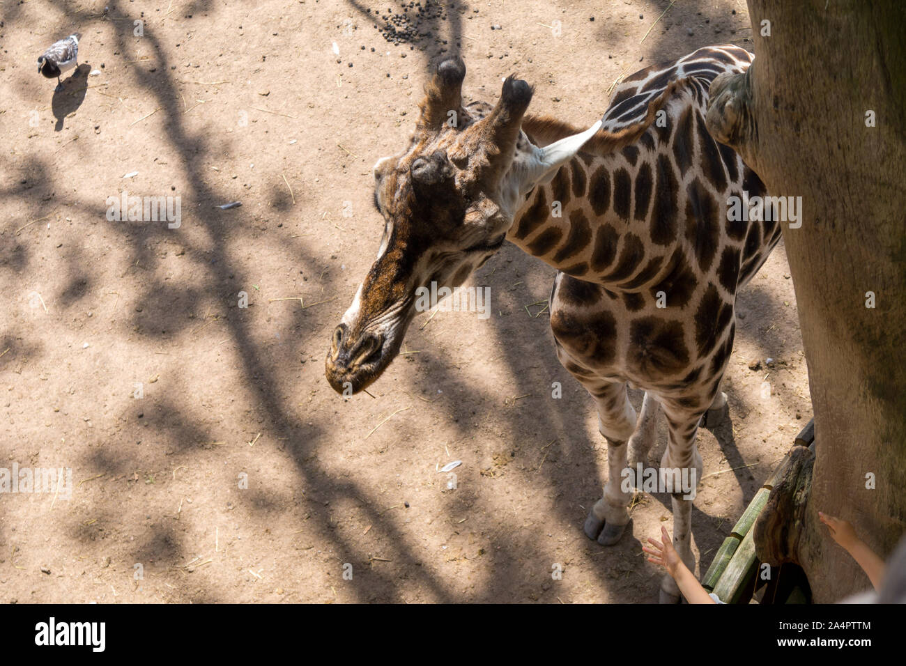 Giraffe head above hi-res stock photography and images - Alamy