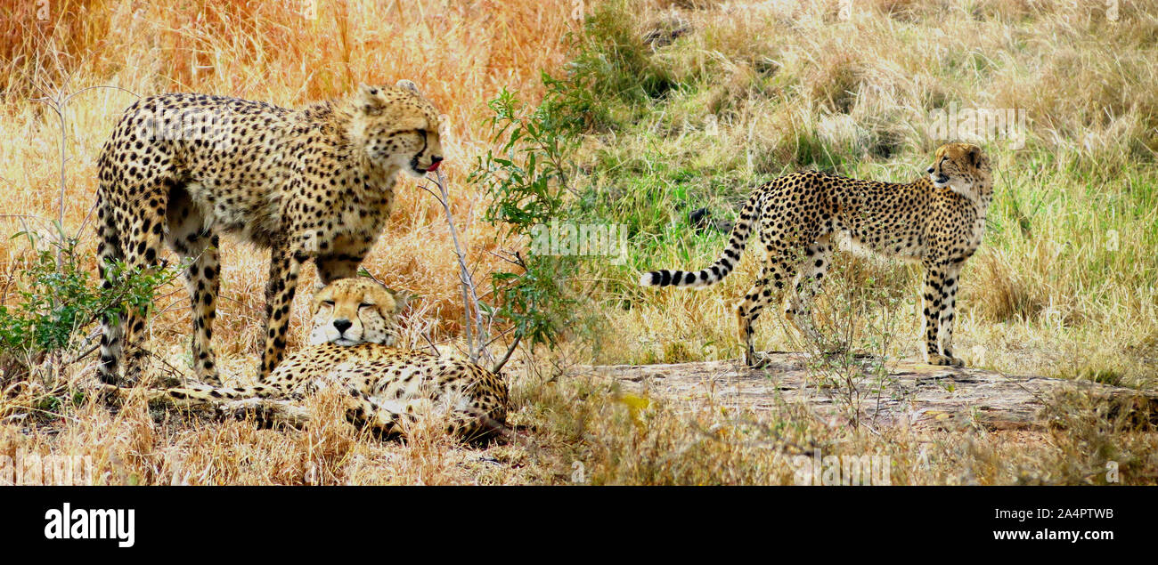 Cheetahs, India, Panorama, Steppe Area, Fauna, Mammals, Big Cats ...