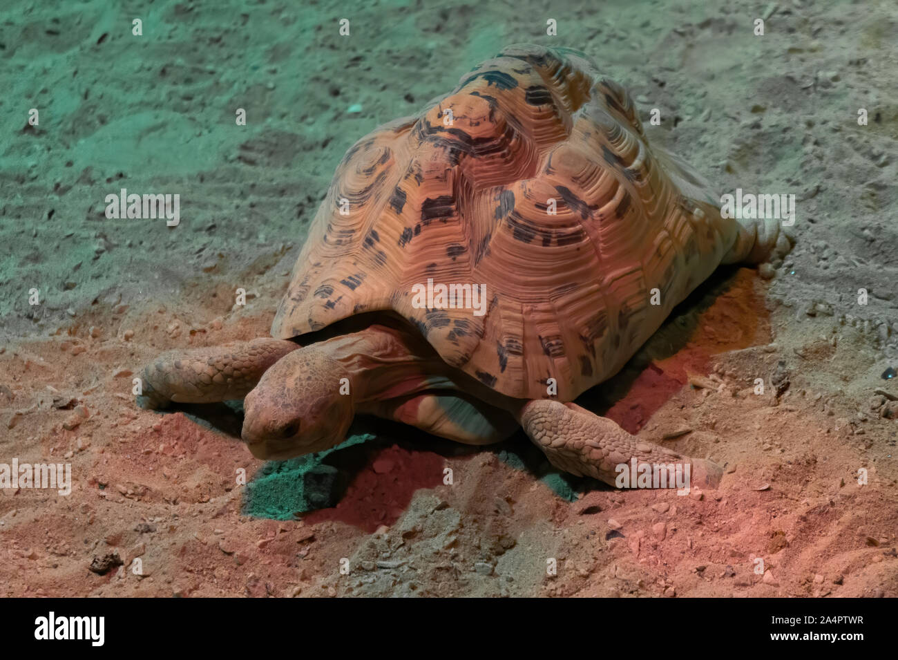 Male galapagos giant tortoise hi-res stock photography and images - Alamy