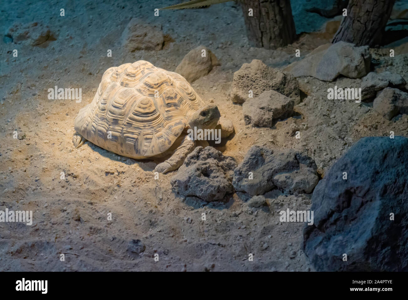 Holy turtle hi-res stock photography and images - Alamy