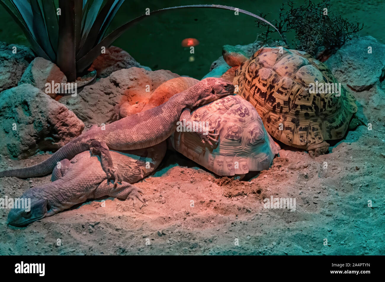 Two monitor lizards and two turtles sleeping Stock Photo - Alamy