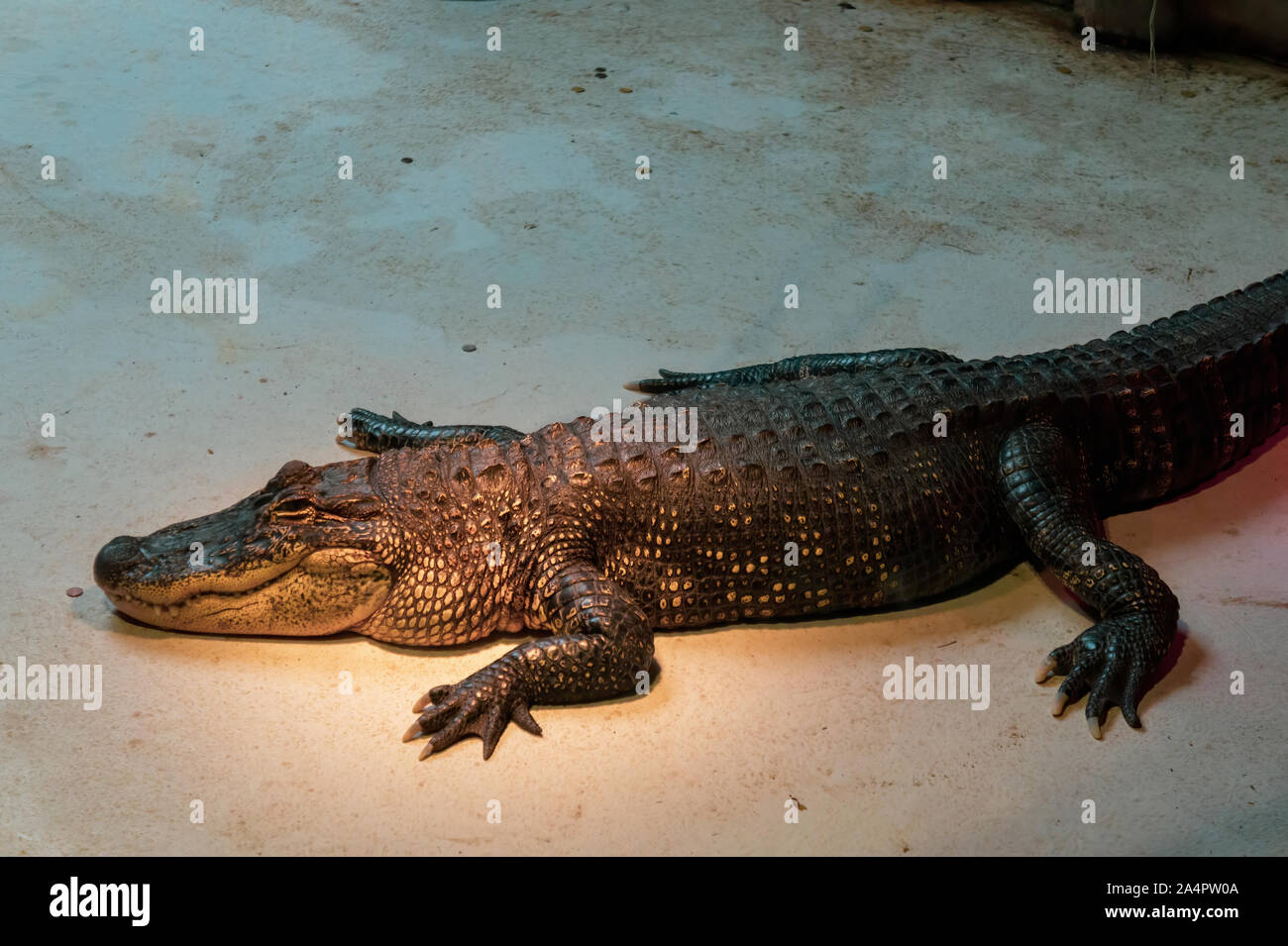 Alligator lying on the ground from side Stock Photo - Alamy