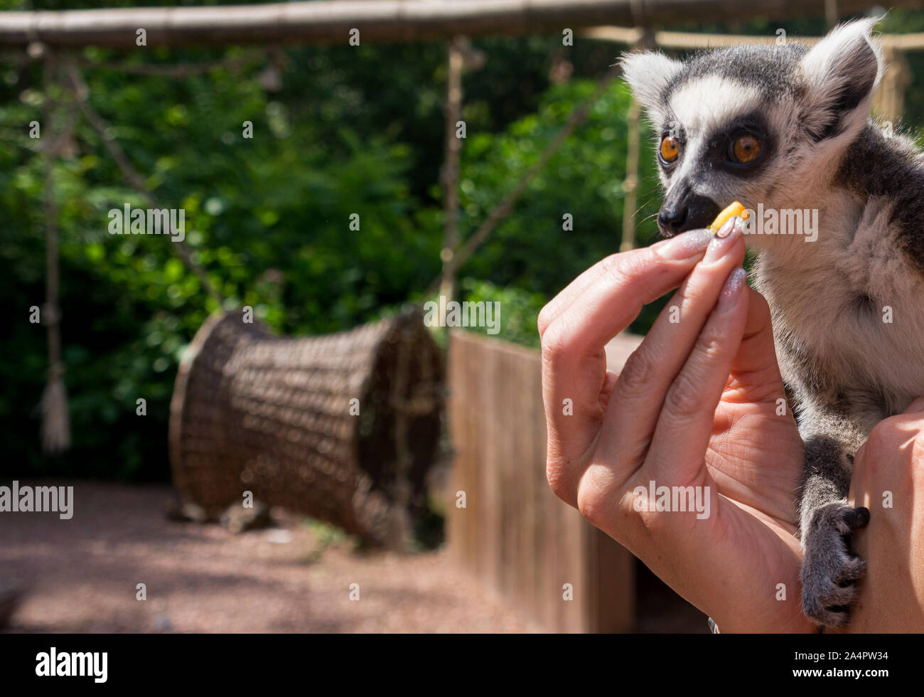 Ring tailed lemur tail hi-res stock photography and images - Alamy
