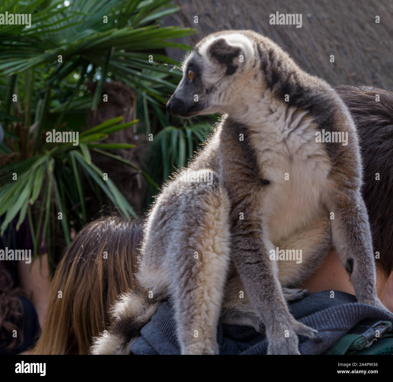 Lemur on shoulder hi-res stock photography and images - Alamy
