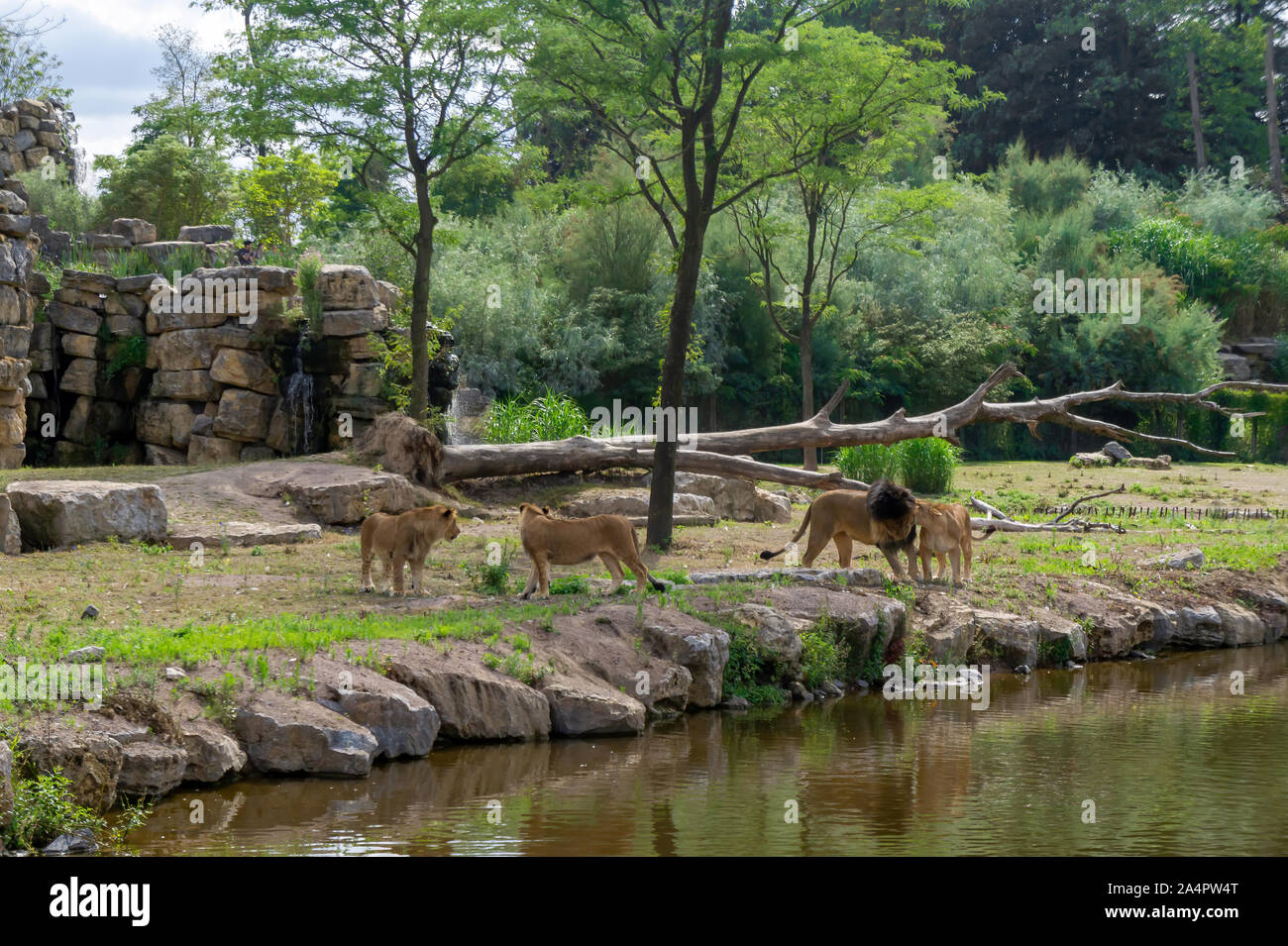 Baby mountain lion hi-res stock photography and images - Alamy