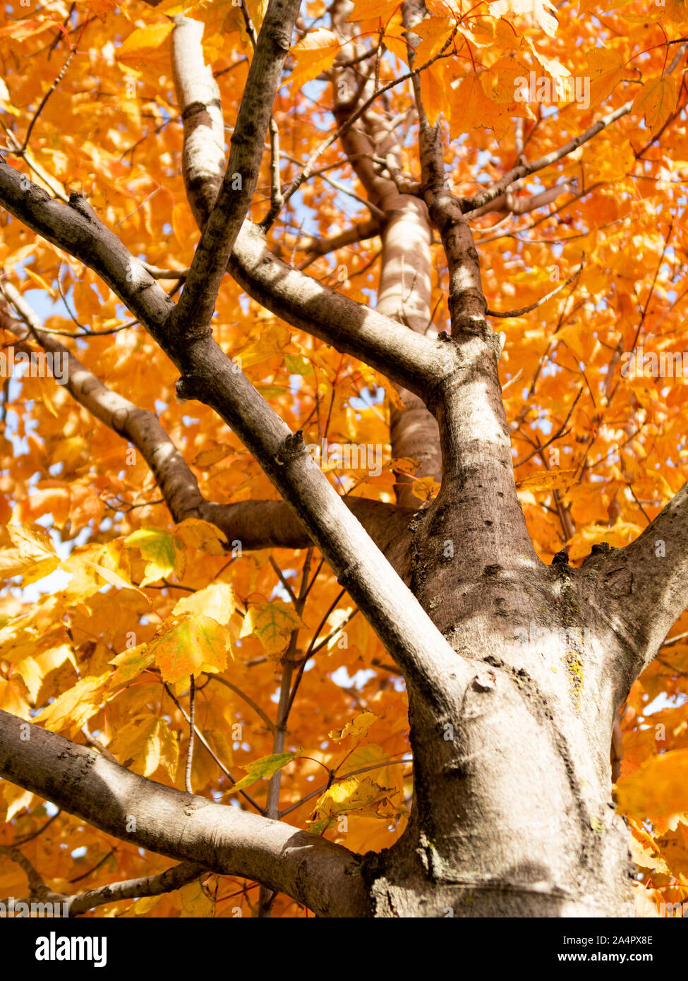 Beautiful orange tree in autumn colors photographed from below Stock ...