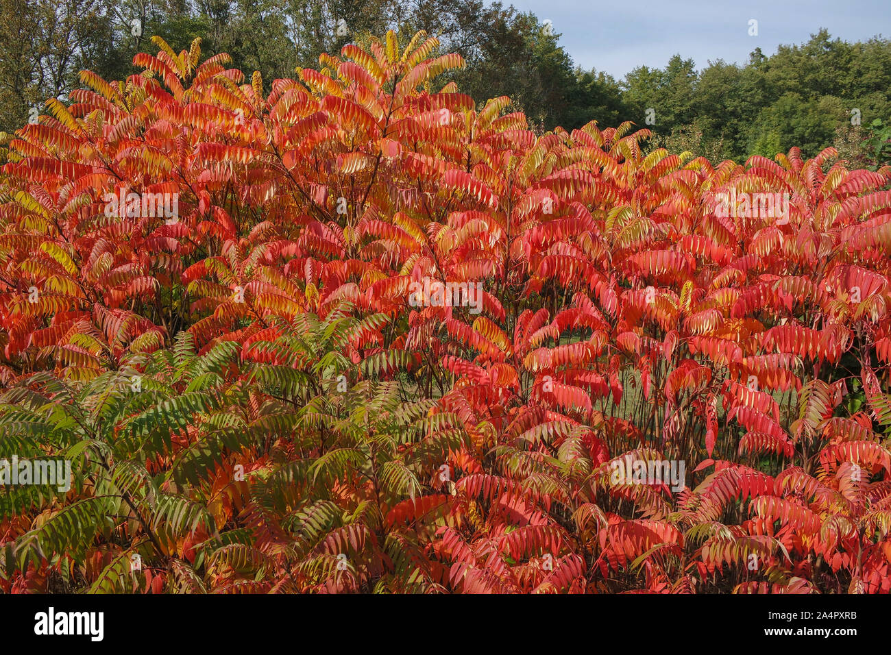 The beautiful colors of autumn Stock Photo - Alamy