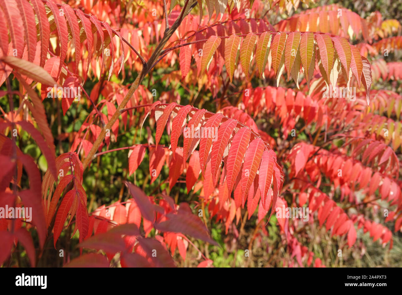 The beautiful colors of autumn Stock Photo - Alamy