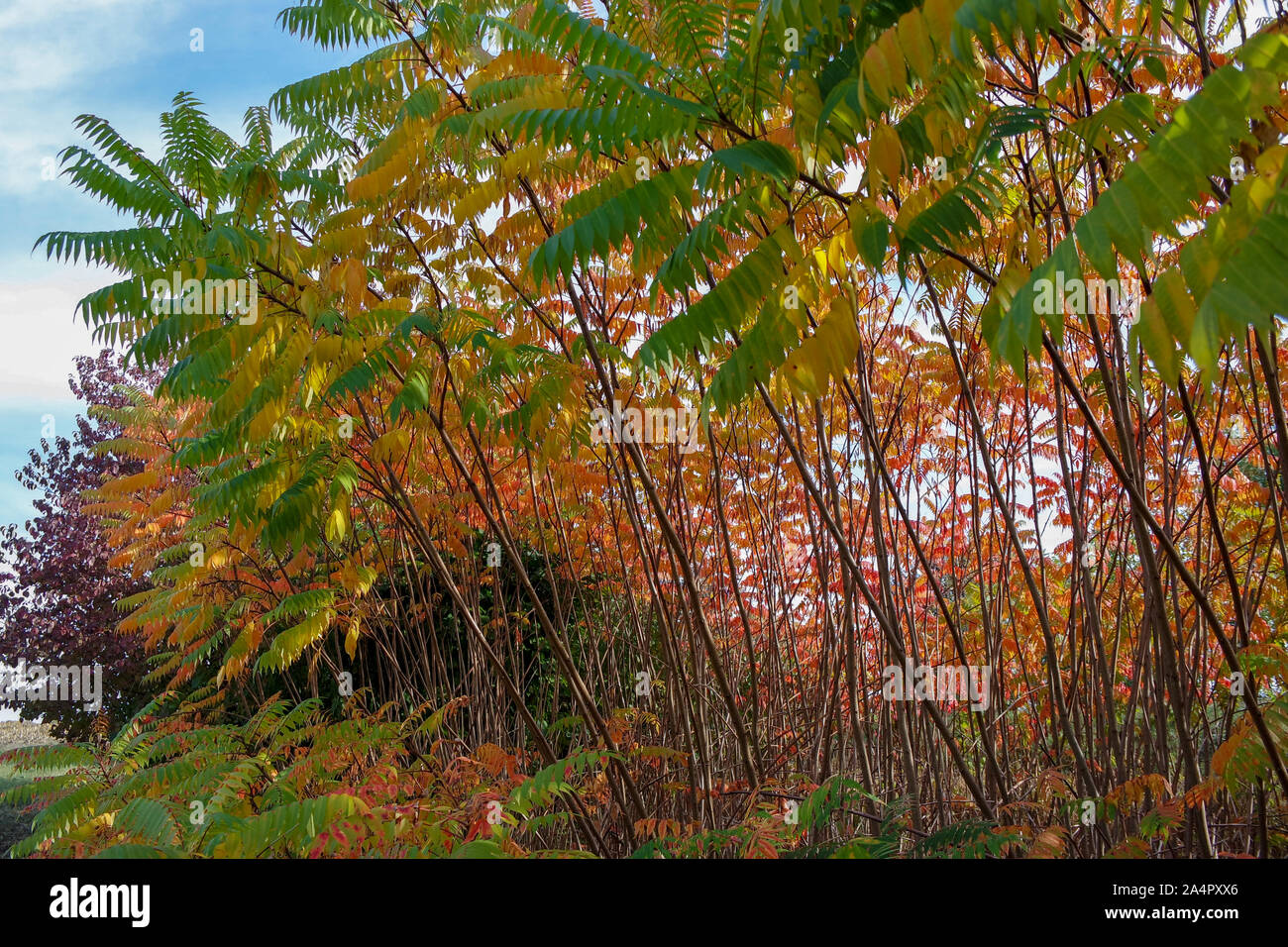 The beautiful colors of autumn Stock Photo - Alamy