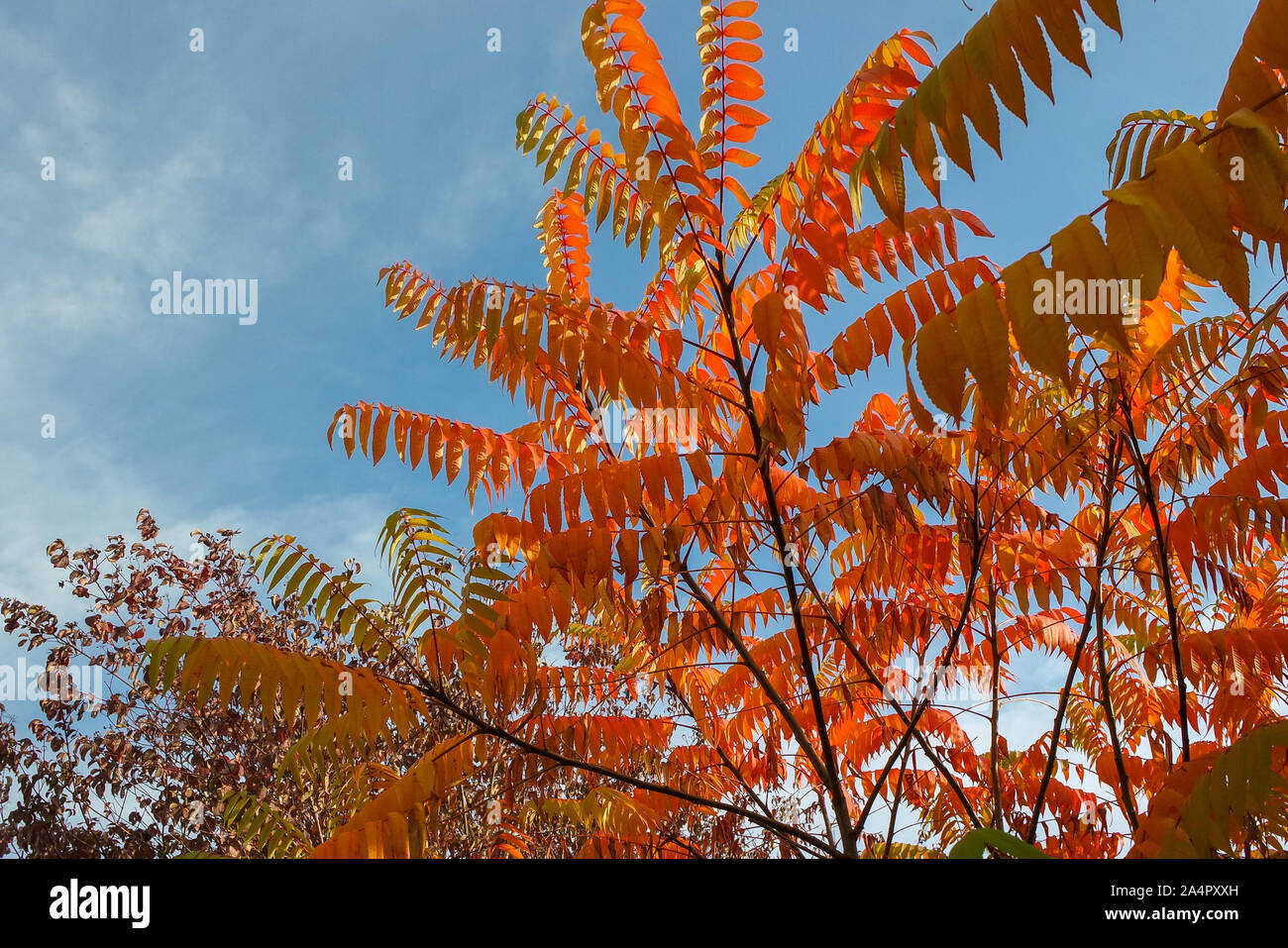 The beautiful colors of autumn Stock Photo - Alamy