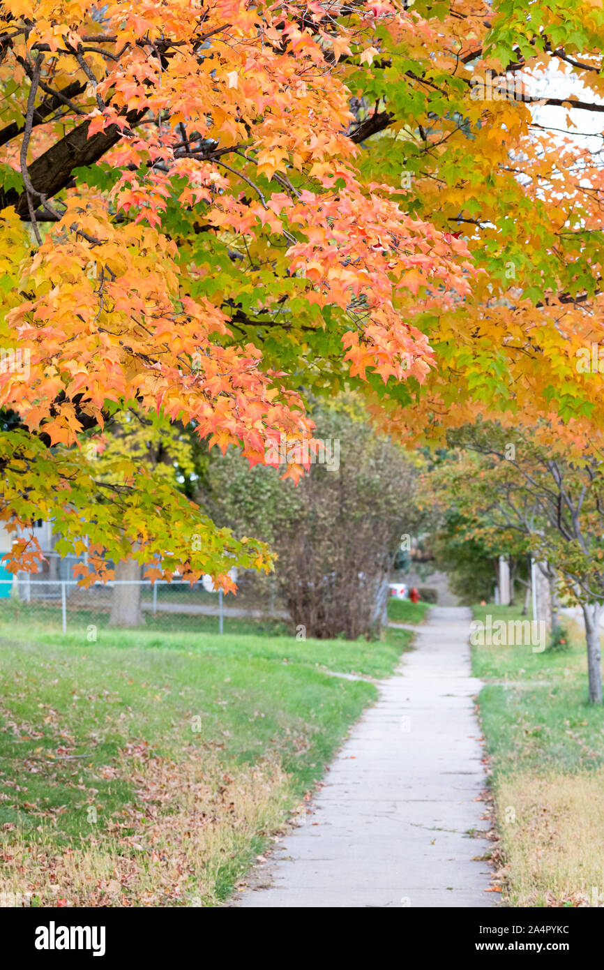 Beautiful orange tree in a quiet urban street with walk path Stock ...