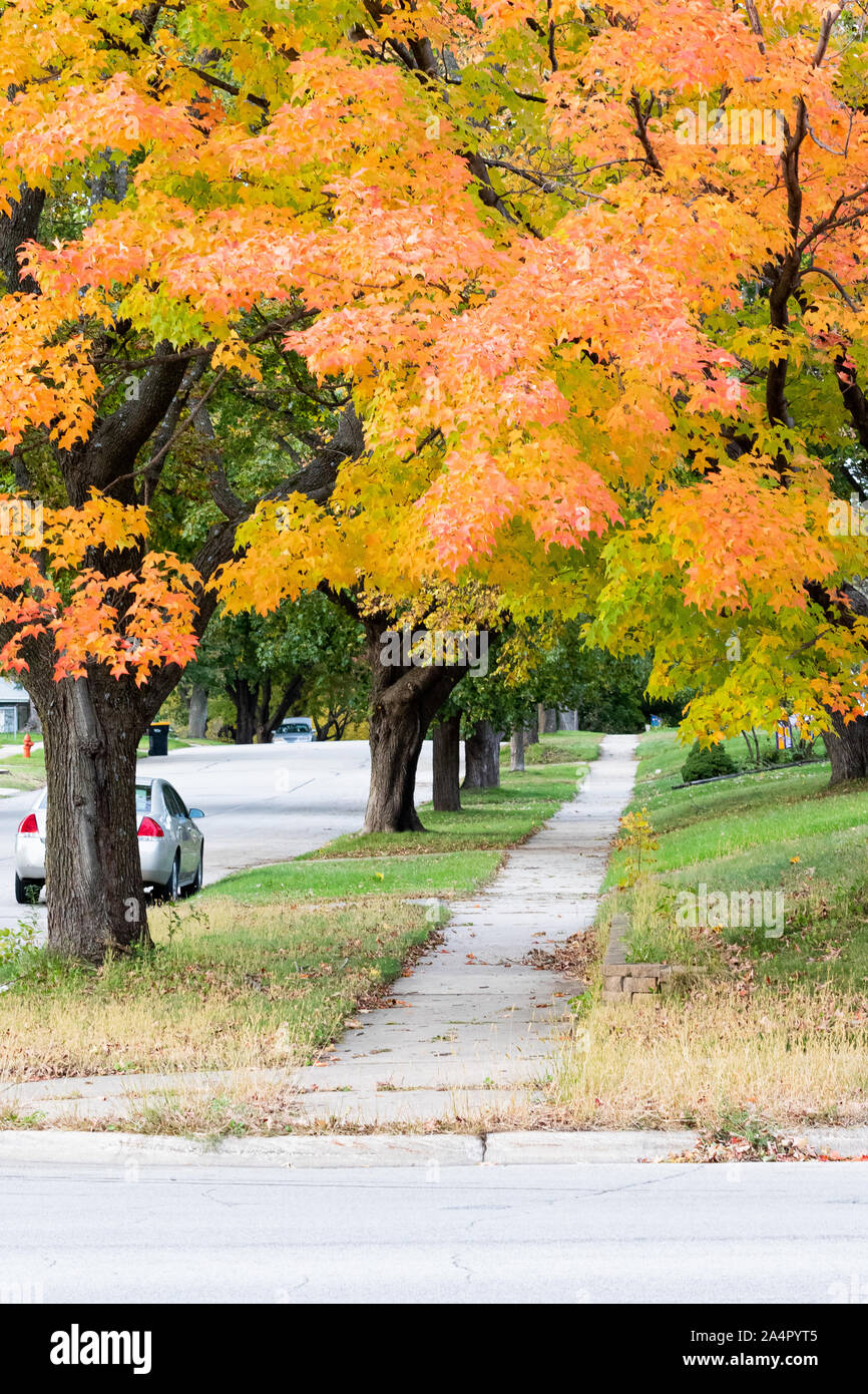 Beautiful orange tree in a quiet urban street with walk path Stock ...