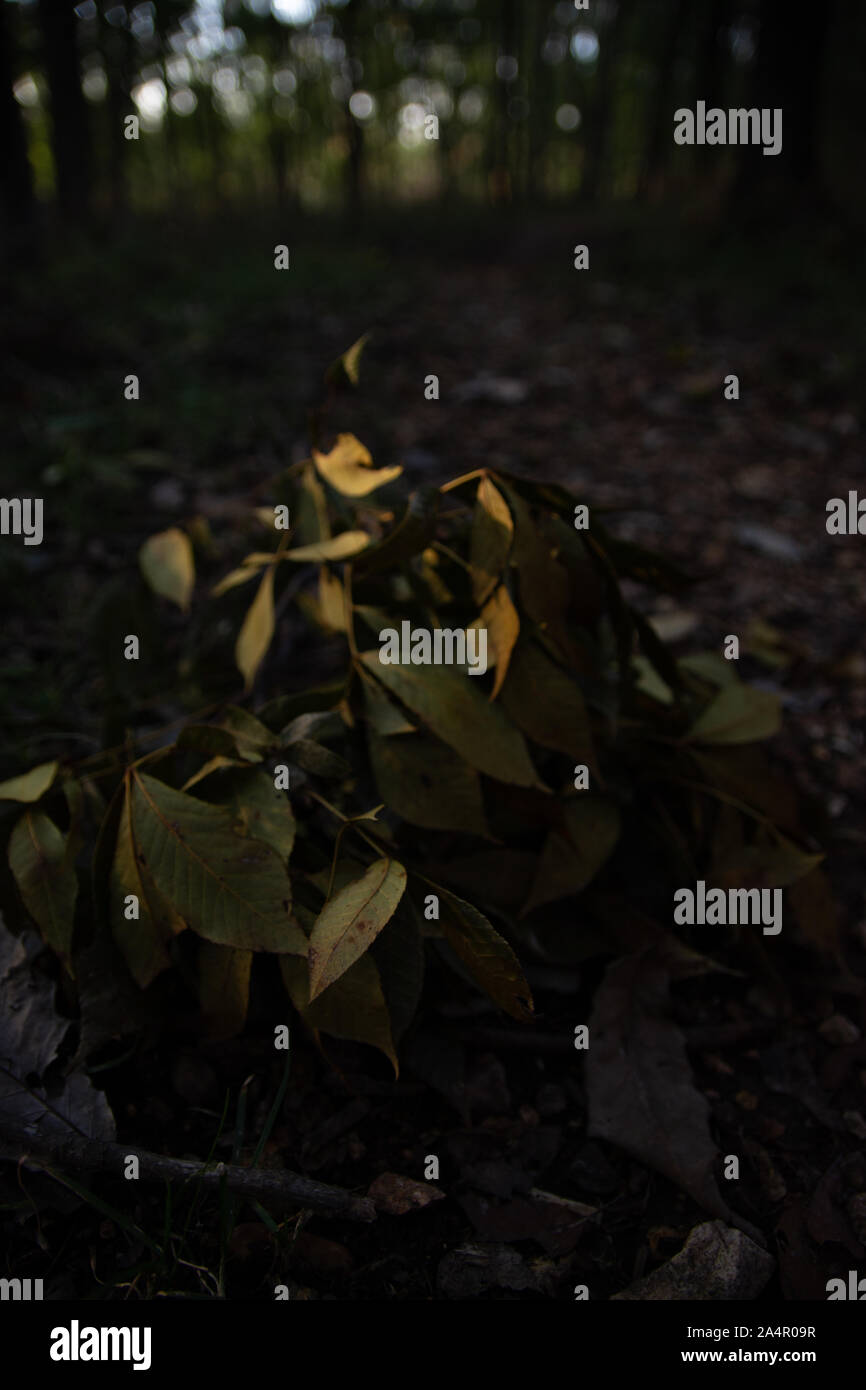 Bundle Of Leaves High Resolution Stock Photography and Images - Alamy