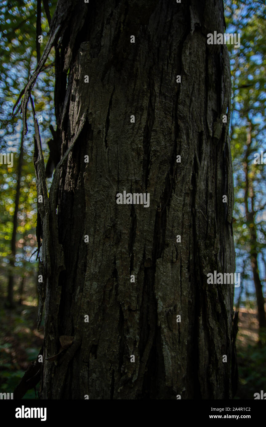 Beautiful tree bark peeling hi-res stock photography and images - Alamy