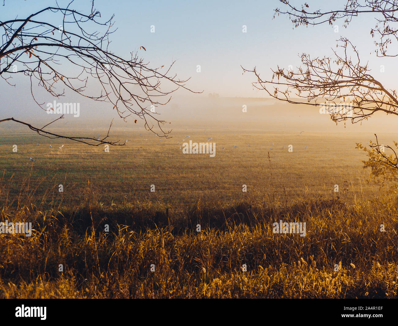 Canadian landscape field in the morning with mist Stock Photo - Alamy