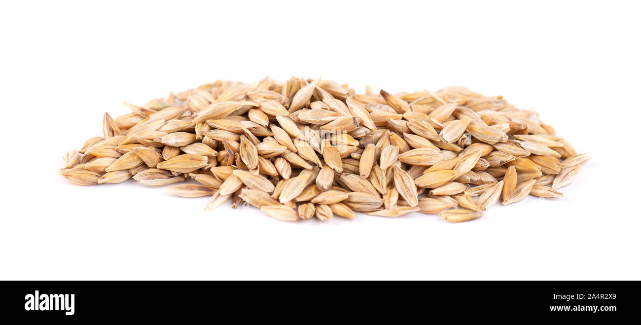 Malted barley grains, isolated on white background. Barley seed close ...