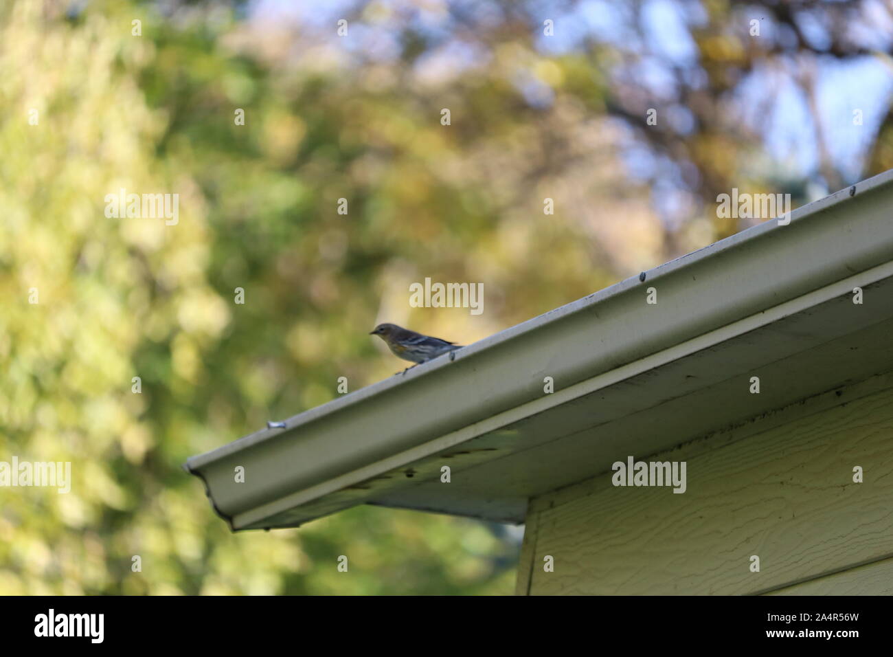 Bird perched on rain gutter Stock Photo - Alamy