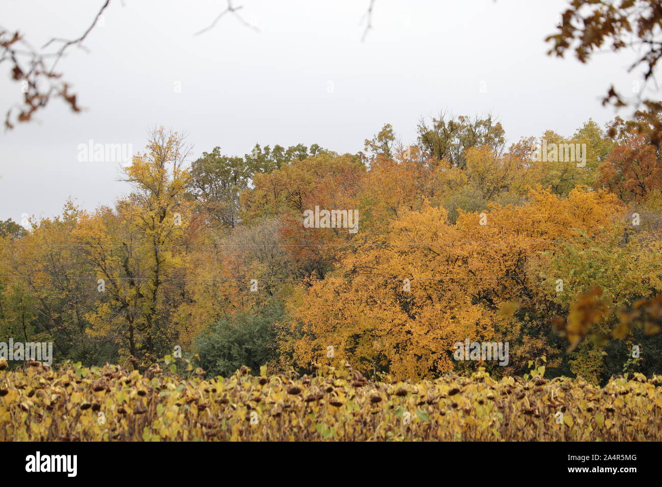 Colorful fall foliage Stock Photo - Alamy
