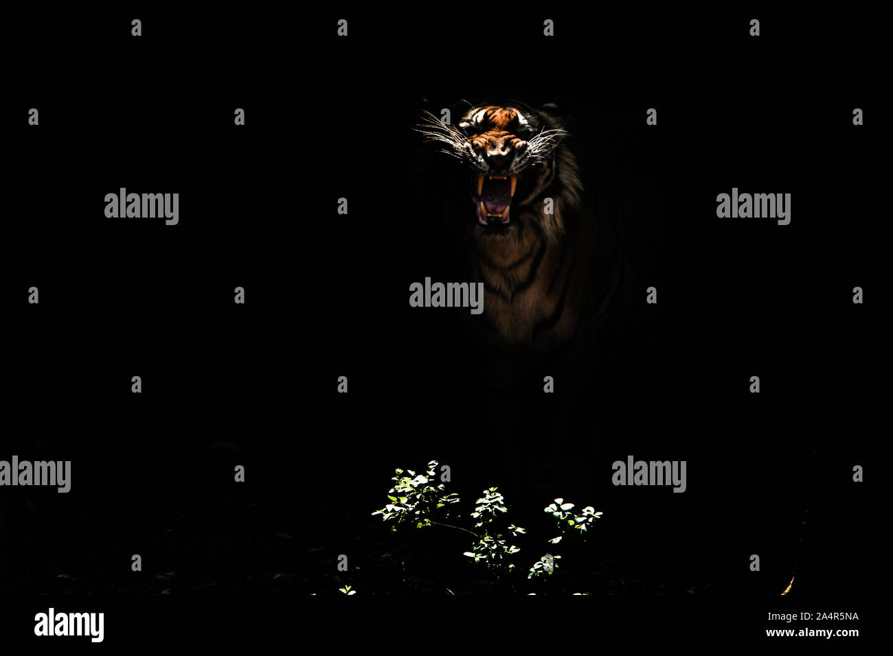 Angry scratch hi-res stock photography and images - Alamy