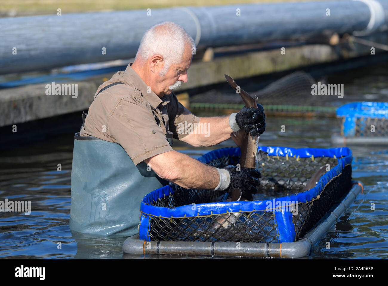 portrait of fisherman at work Stock Photo - Alamy