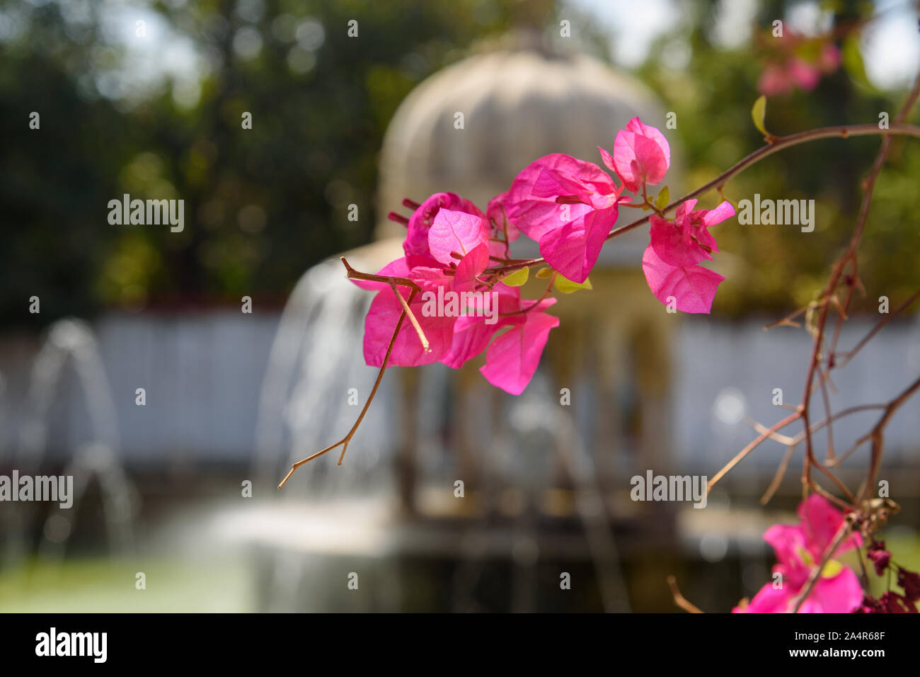 India Bougainvillea High Resolution Stock Photography and Images - Alamy