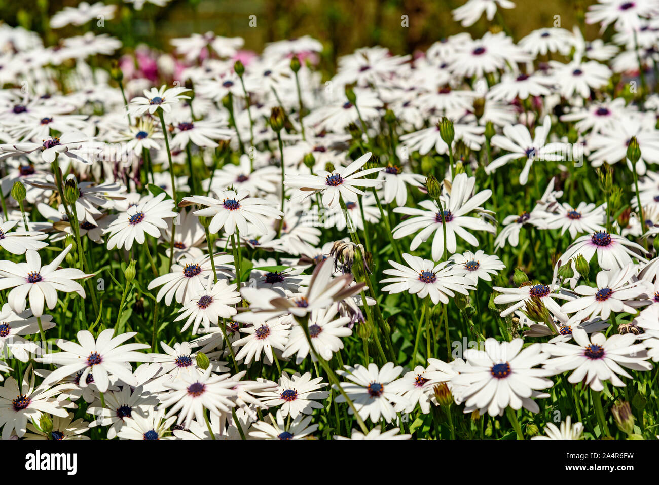 White Dimorphotheca flower with blue centre background Stock Photo - Alamy