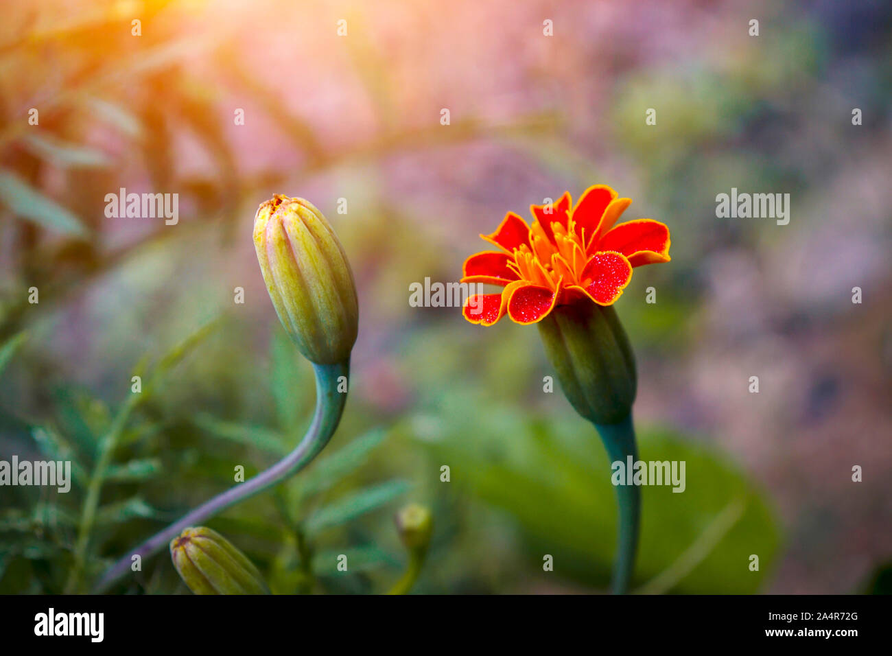 Marigold flower buds hi-res stock photography and images - Alamy