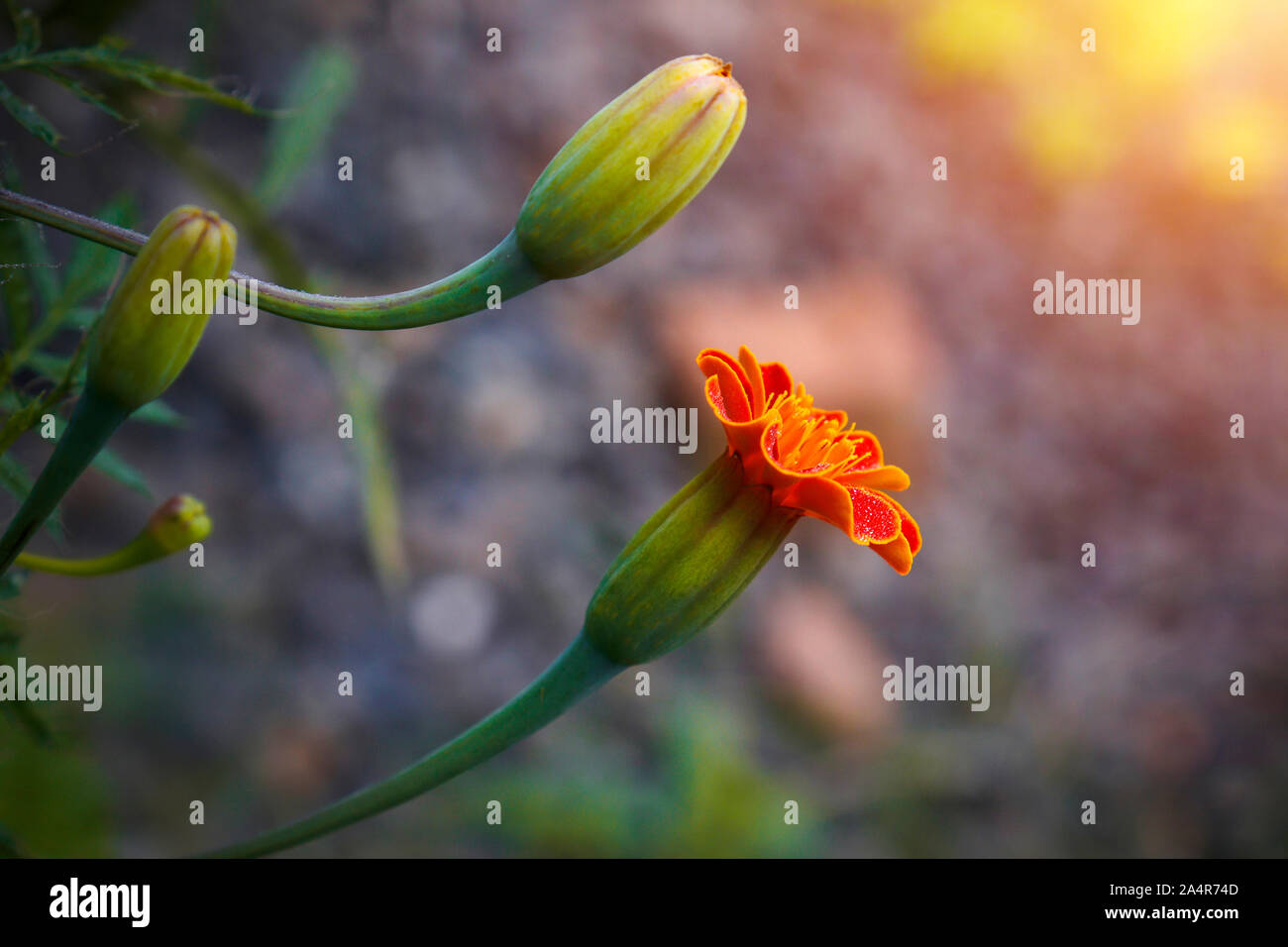 Marigold Flower Buds Amazing Idea For Marigold Flower Plant At Home