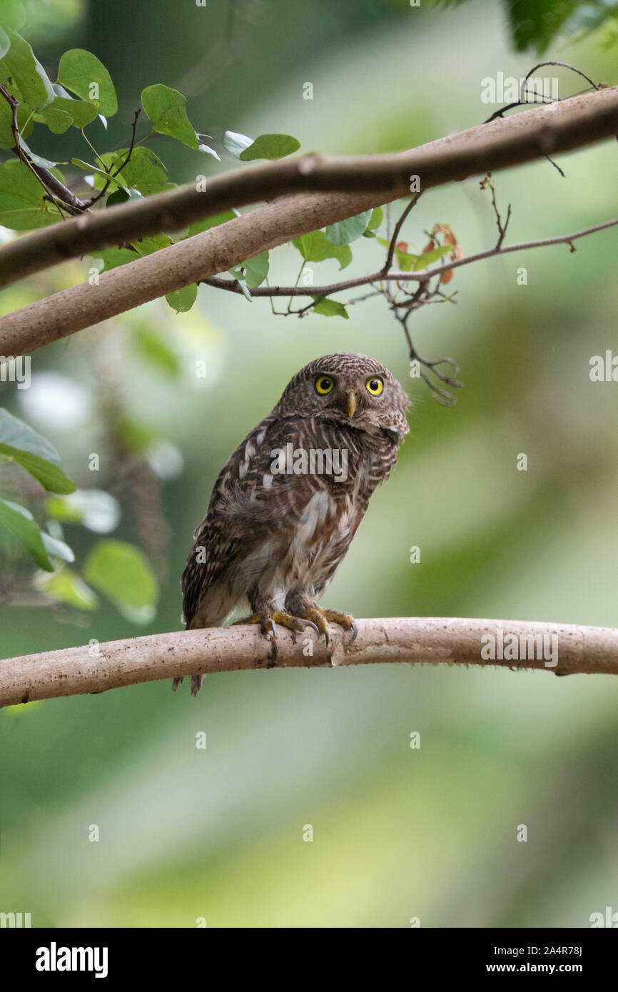 The Asian barred owlet (Glaucidium cuculoides) is a species of true owl ...