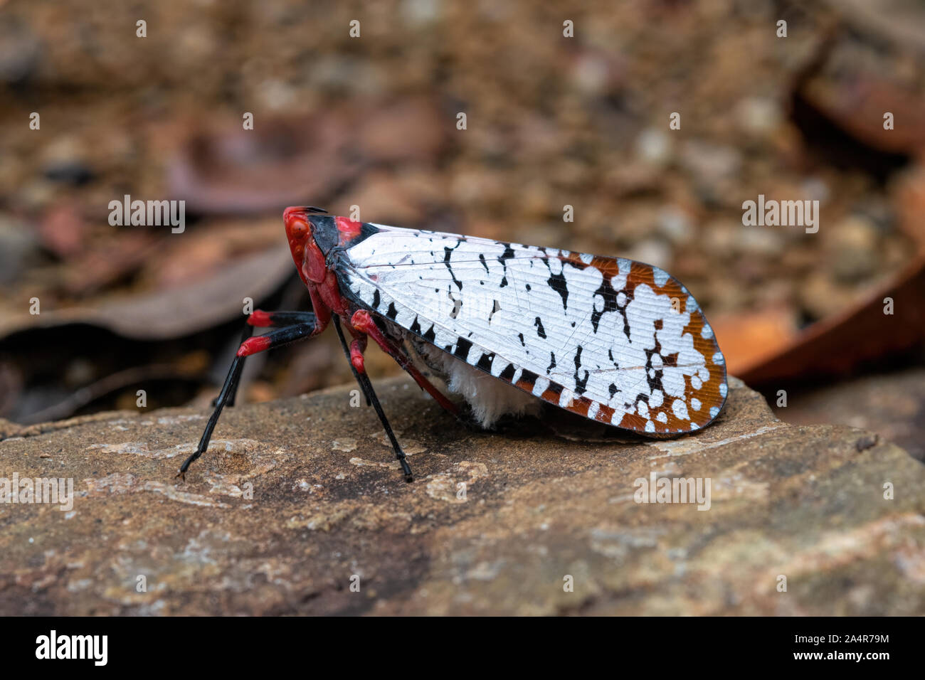 Aphaeninae hi-res stock photography and images - Alamy