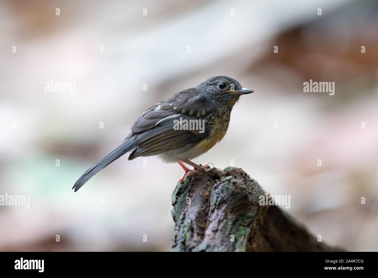 Juvenile white-rumped shama (Copsychus malabaricus) is a small ...