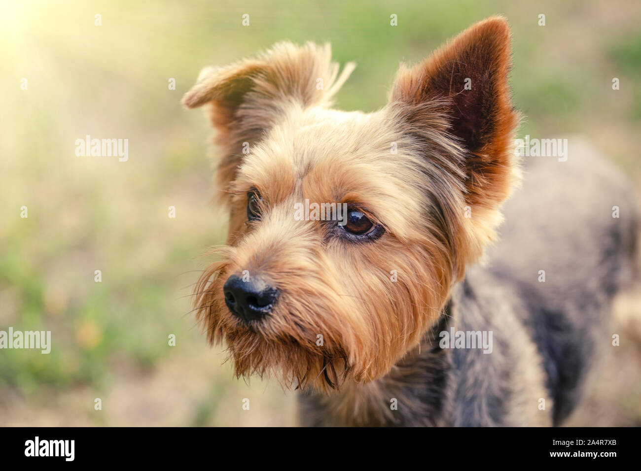 Yorkshire Terrier on grass background Stock Photo - Alamy