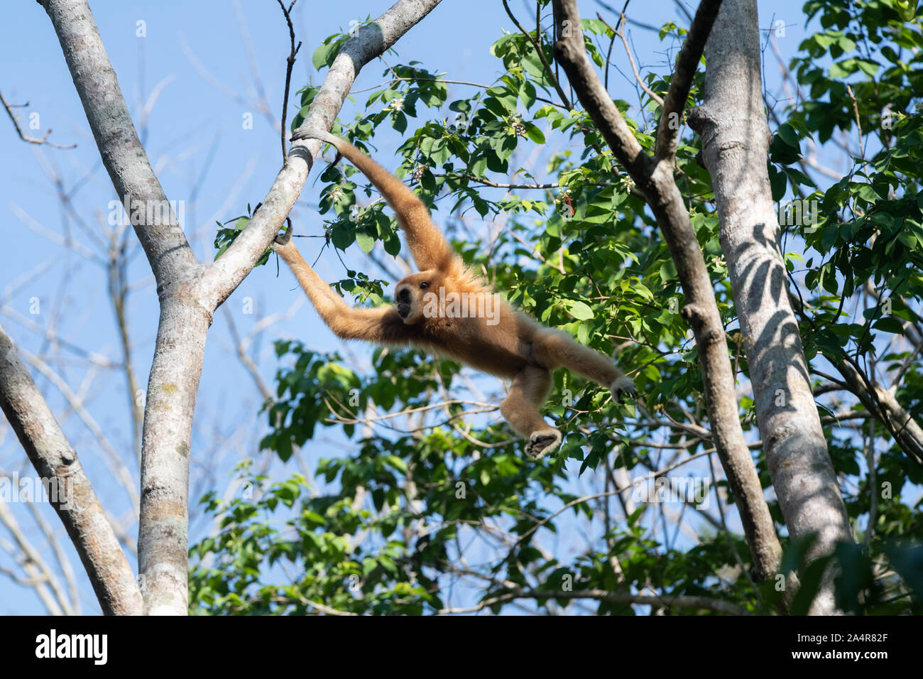 Gibbon swinging tree hi-res stock photography and images - Alamy