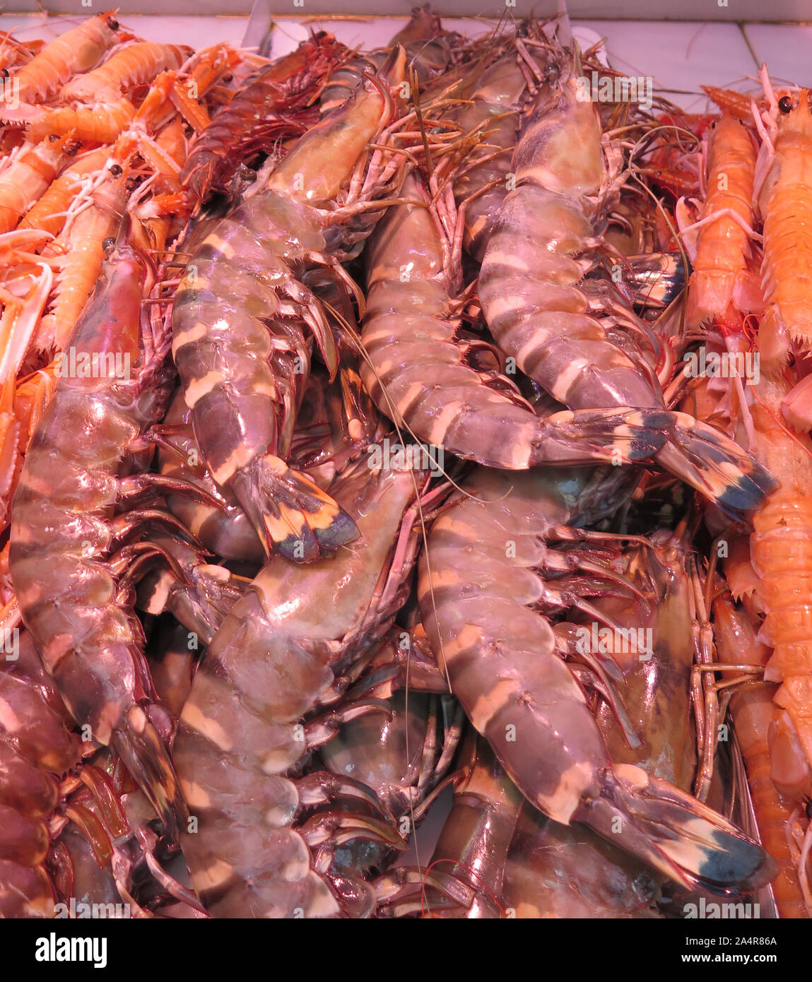 Tiger On Display In Seafood High Resolution Stock Photography and ...
