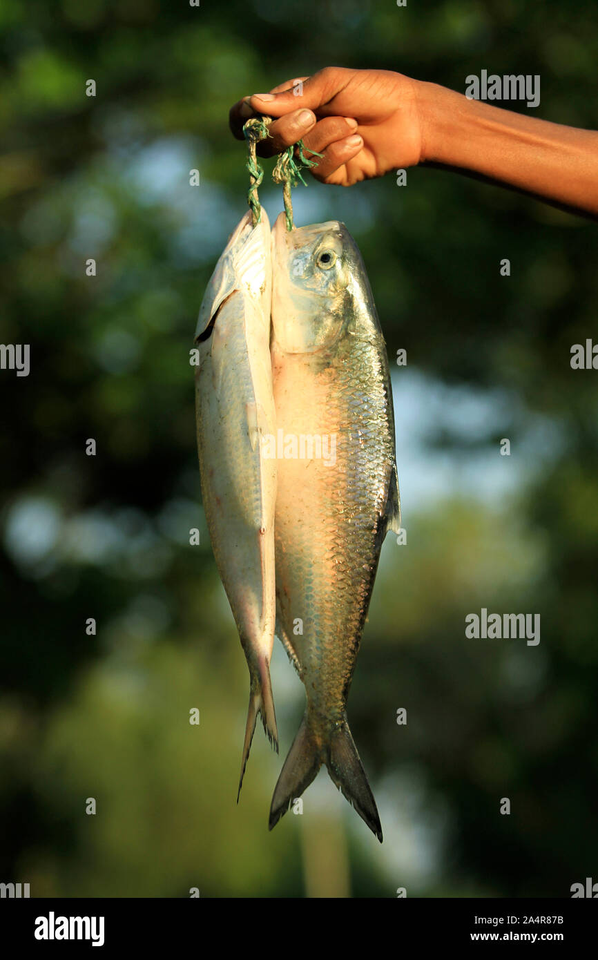 A fisherman shows off his catch of two king sized Hilsa fish, at ...