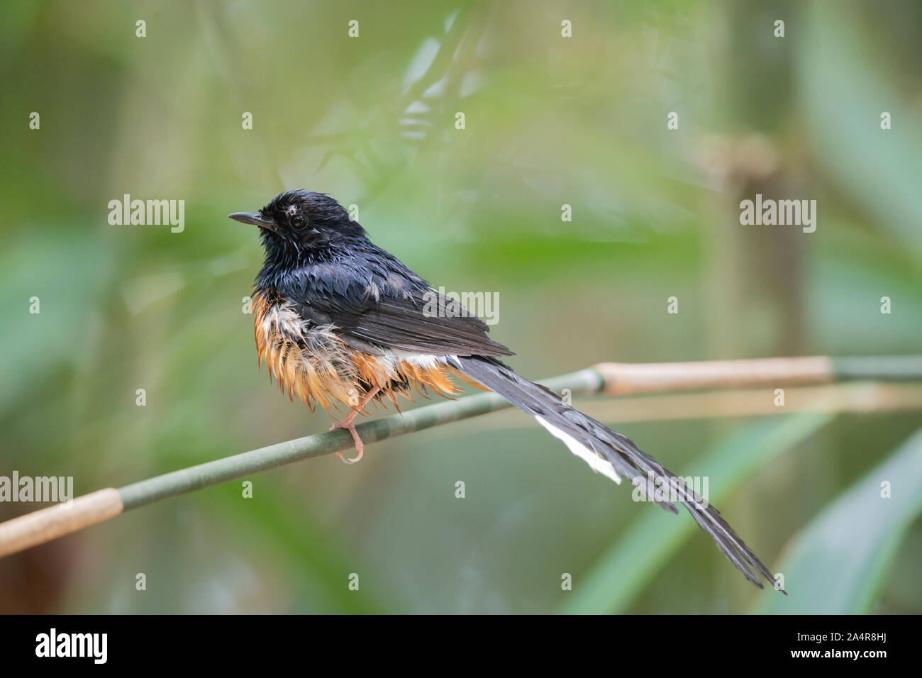 White-rumped shama (Copsychus malabaricus) male from Kaeng Krachan ...