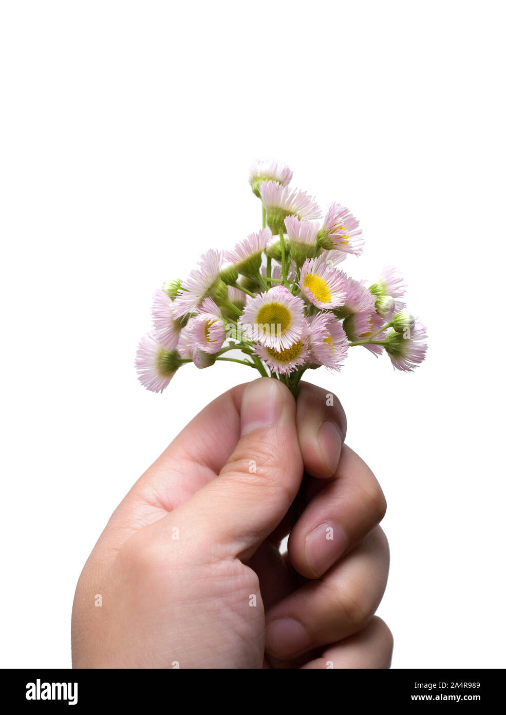 Holding daisy isolated on white background Stock Photo - Alamy