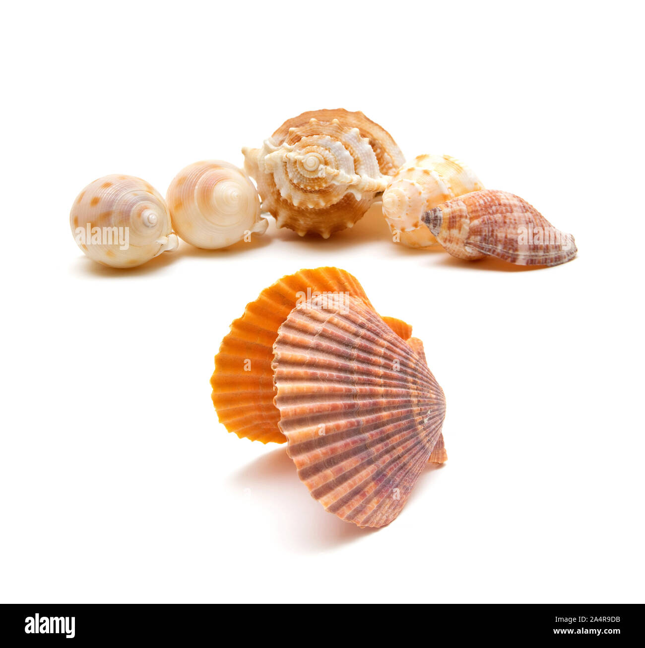 Seashell and conch isolated on white background Stock Photo - Alamy